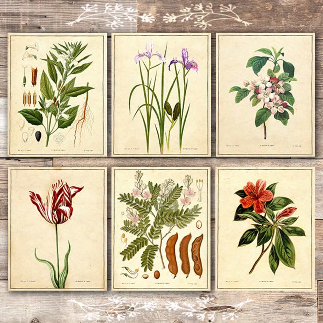 Vintage Botanical Flowers Art Prints set of 6 8x10s - Etsy