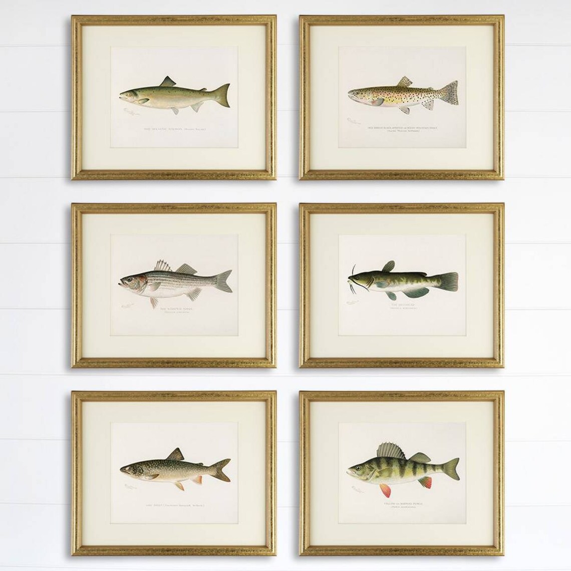 Fish Wall Art Prints set of 6 8x10s Vintage Fishing - Etsy