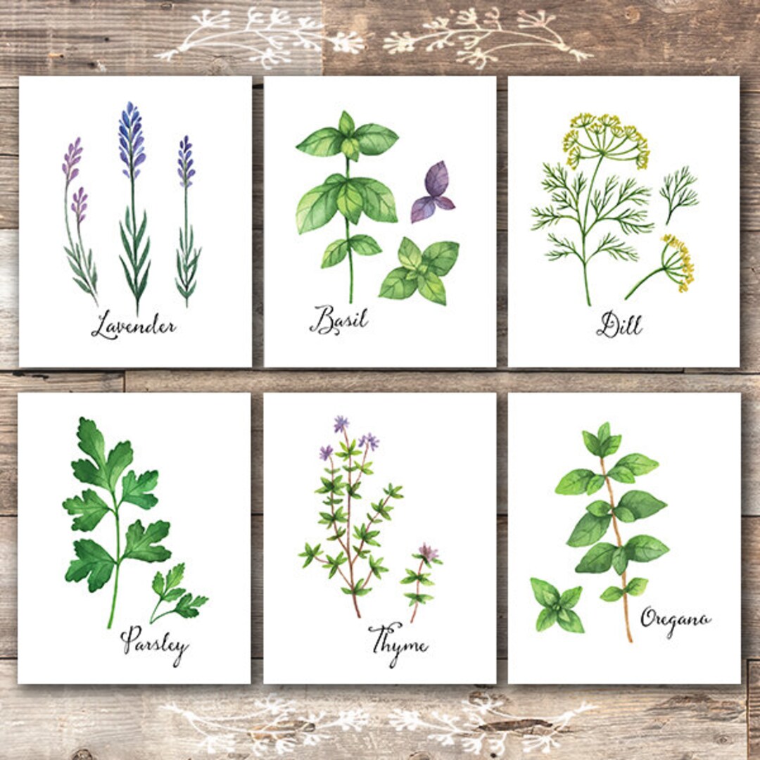 Botanical Prints Kitchen Herbs Wall Art set of 6 8x10s - Etsy