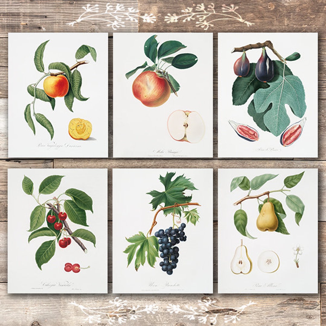 Vintage Fruit Art Prints Kitchen Botanical Prints set of 6 8x10s - Etsy