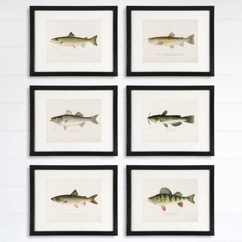 Fish Wall Art Prints set of 6 8x10s Vintage Fishing | Etsy