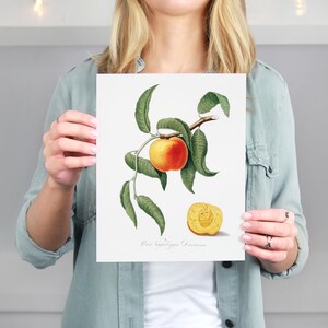 Vintage Fruit Art Prints Kitchen Botanical Prints set of 6 8x10s - Etsy