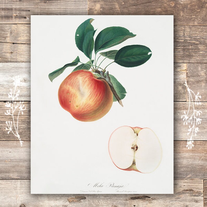 Vintage Fruit Art Prints Kitchen Botanical Prints set of | Etsy