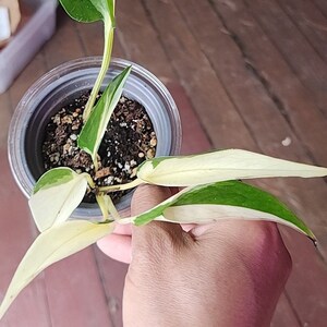 Rare Manjula Potho/mutant Manjula/hybrid Manjula High Viraigation ...