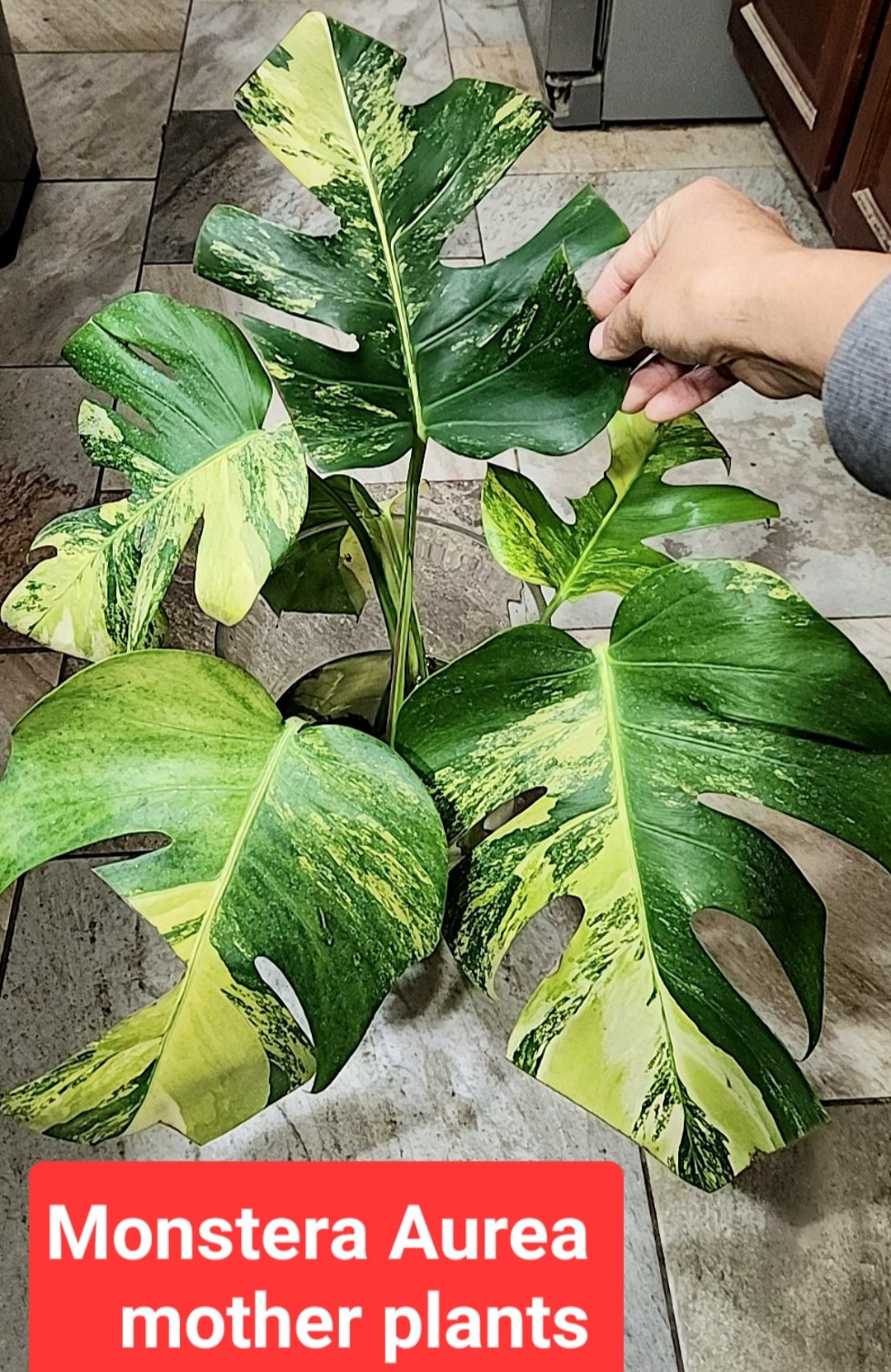Extra Large Mature Monstera Aurea, Yellow/golden Viraigation, Rare ...