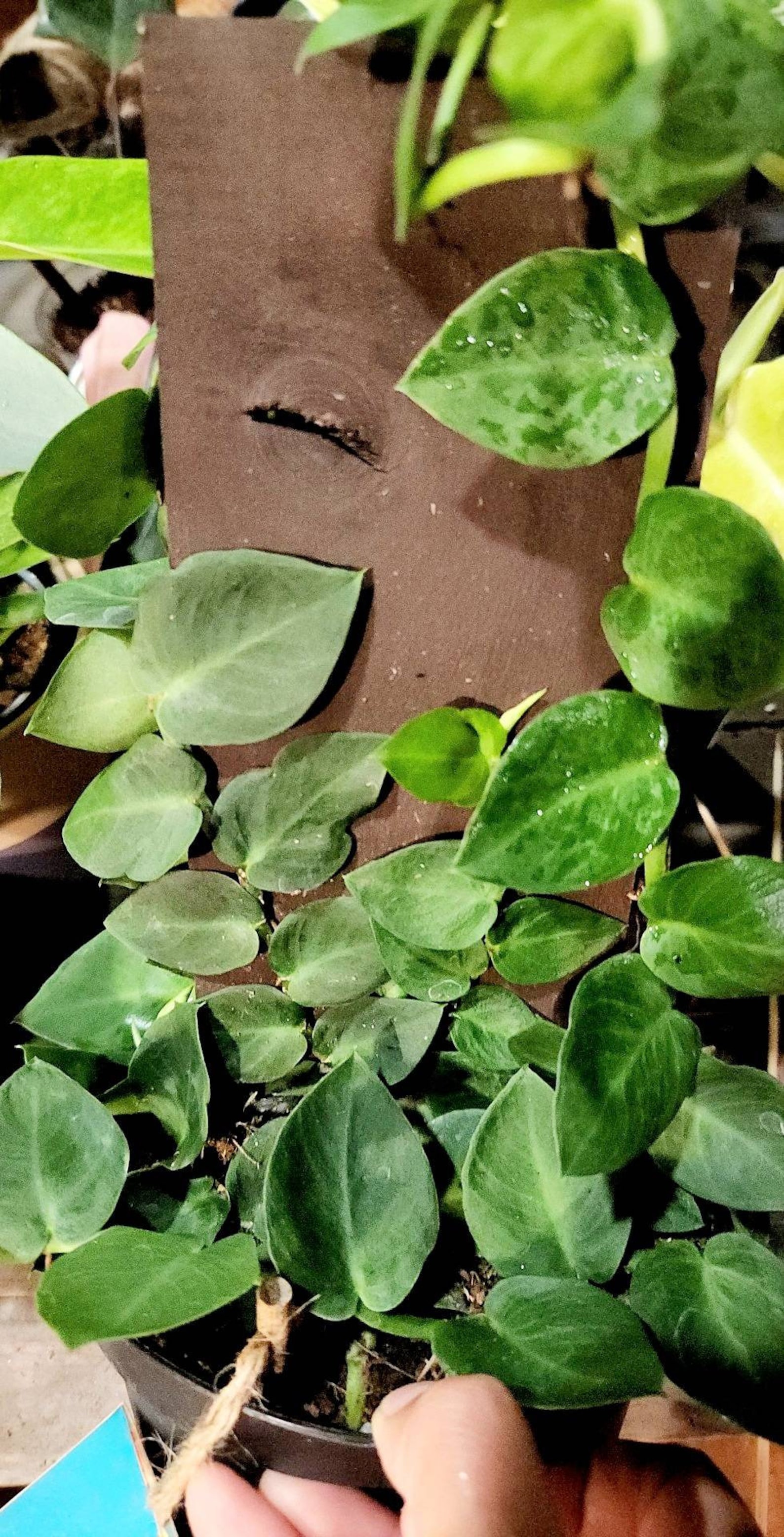 Rhaphidophora Hayi/shingle Plants/shingle Vine Rare/3 Nodes - Etsy