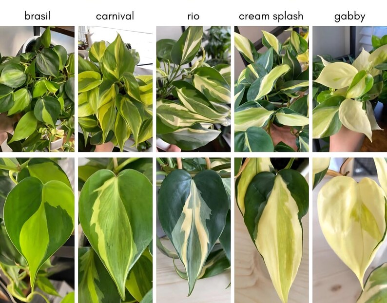 Philodendron Hederaceum Carnival, Variegated Hederaceum, Sporty ...