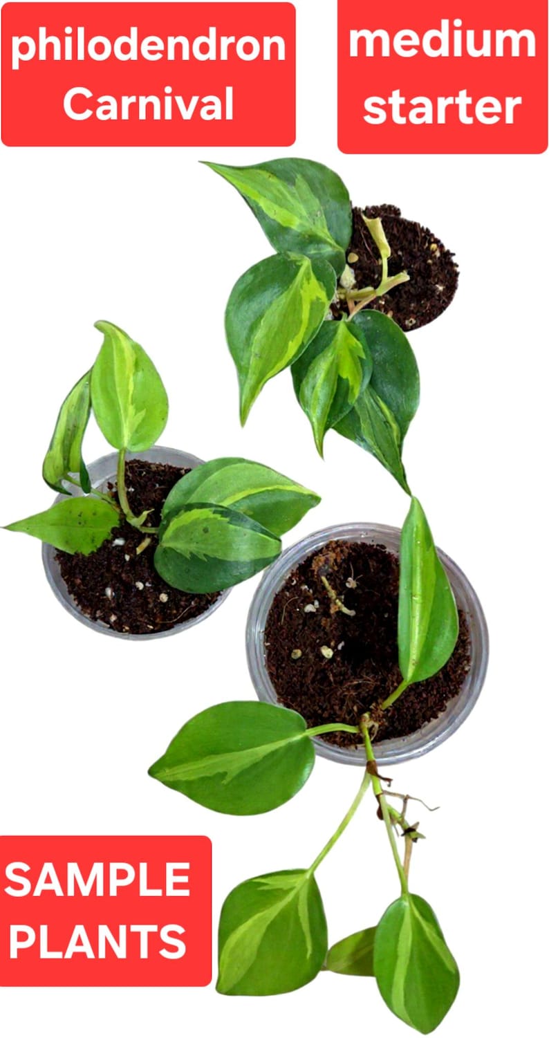 Philodendron Hederaceum Carnival, Variegated Hederaceum, Sporty ...
