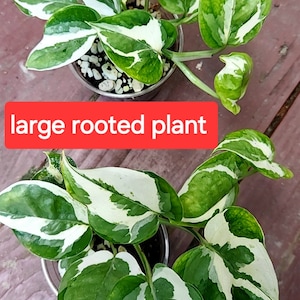 Glacier Potho, Unique Beautiful Patterns, Mature/large Leaves, Stunning ...