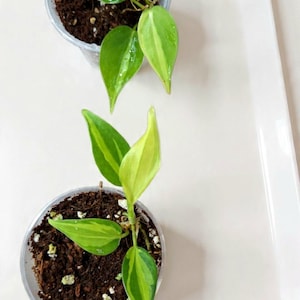 Philodendron Hederaceum Carnival, Variegated Hederaceum, Sporty ...
