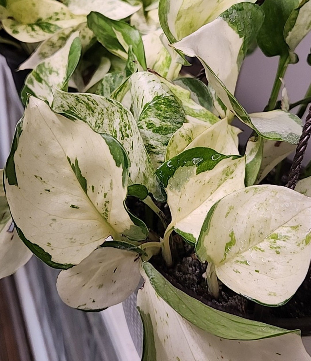 Potho Manjula High Viraigation Rare, Cuttings & Established Plants - Etsy