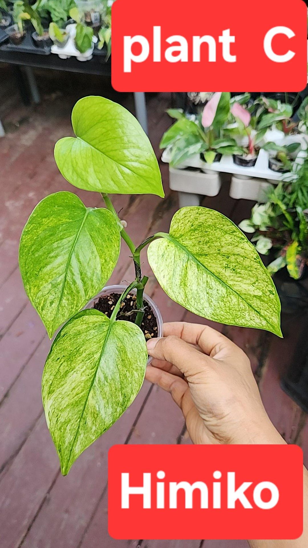 Rare Potho Himiko - Terunoworld Series - Variegated Foliage - Etsy