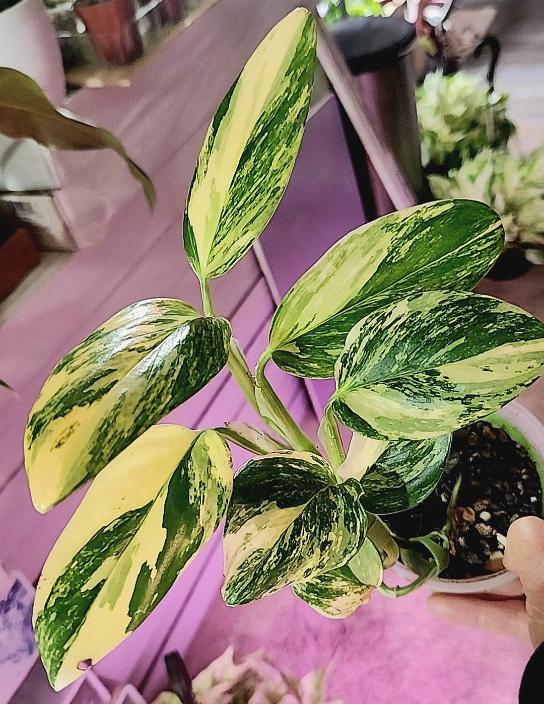 Variegated Monstera Standleyana Aurea: High Color Plant - Etsy