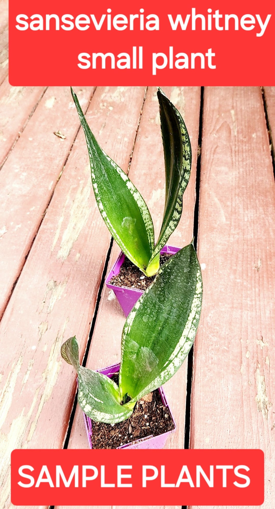 Sansevieria Whitney Snake Plants Rare Rooted Pups and Small Plants - Etsy