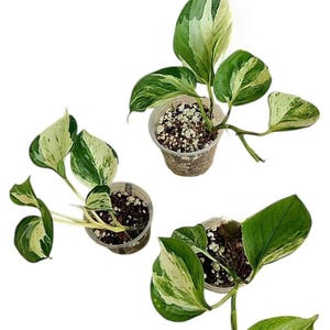 Potho Manjula High Viraigation Rare, Cuttings & Established Plants - Etsy