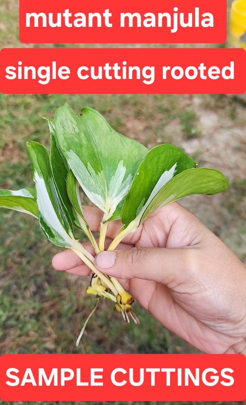 Rare Manjula Potho/mutant Manjula/hybrid Manjula High Viraigation ...