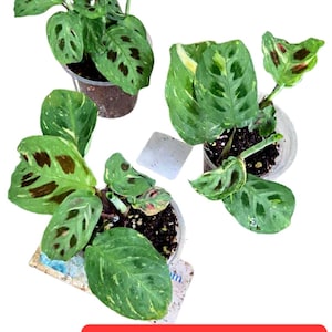 Variegated Maranta Prayer Plants, Beauty Kim Variegated, High ...