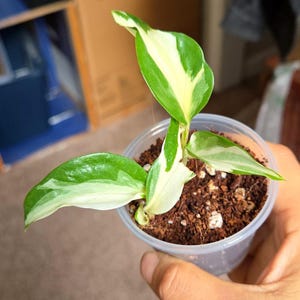Rare Manjula Potho/mutant Manjula/hybrid Manjula High Viraigation ...