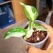 Rare Manjula Potho/mutant Manjula/hybrid Manjula High Viraigation ...