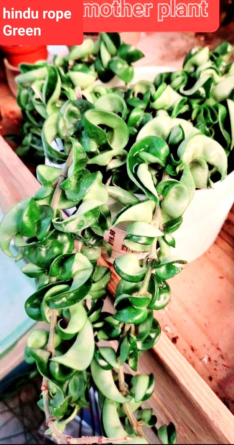 Hoya Compacta Hindu Rope Rooted Established Plants - Etsy