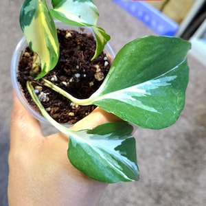 Rare Manjula Potho/mutant Manjula/hybrid Manjula High Viraigation ...
