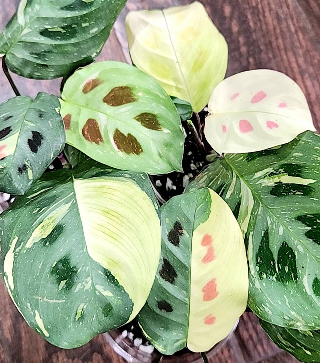 Variegated Maranta Prayer Plants, Beauty Kim Variegated, High ...