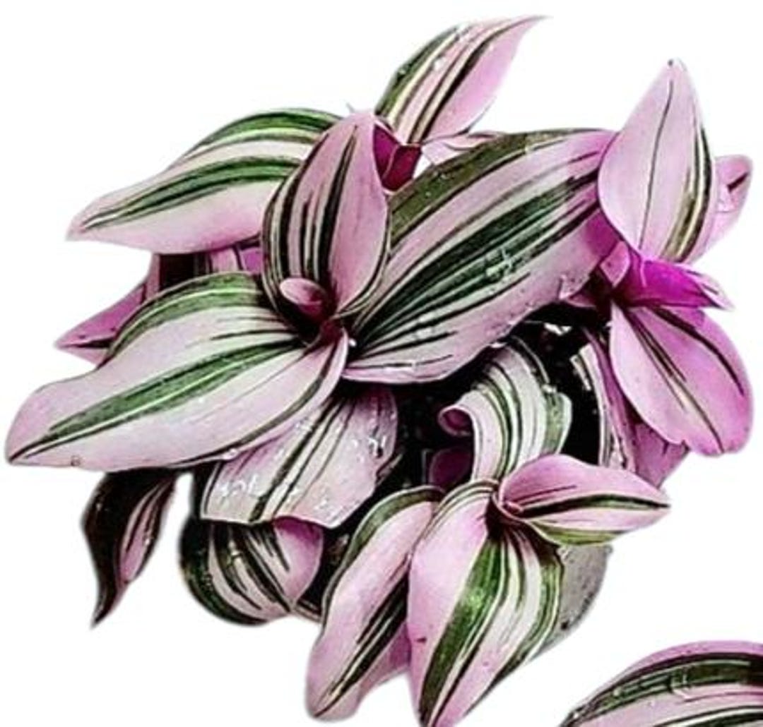 Tradescantia Nanouk Bubblegum, Pink Leaves, Wondering Jew - Etsy