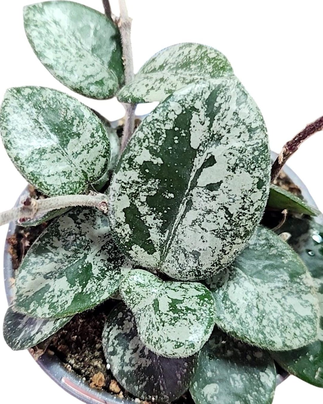 Hoya Mathilde Splash, Hoya Mathilde Silver Splash, Silver Hoya - Etsy