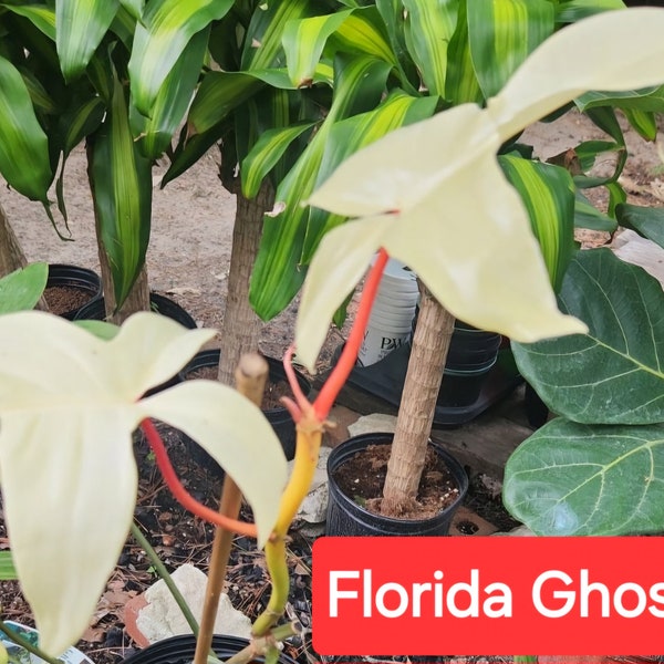 Florida Ghost Philodendron - Etsy