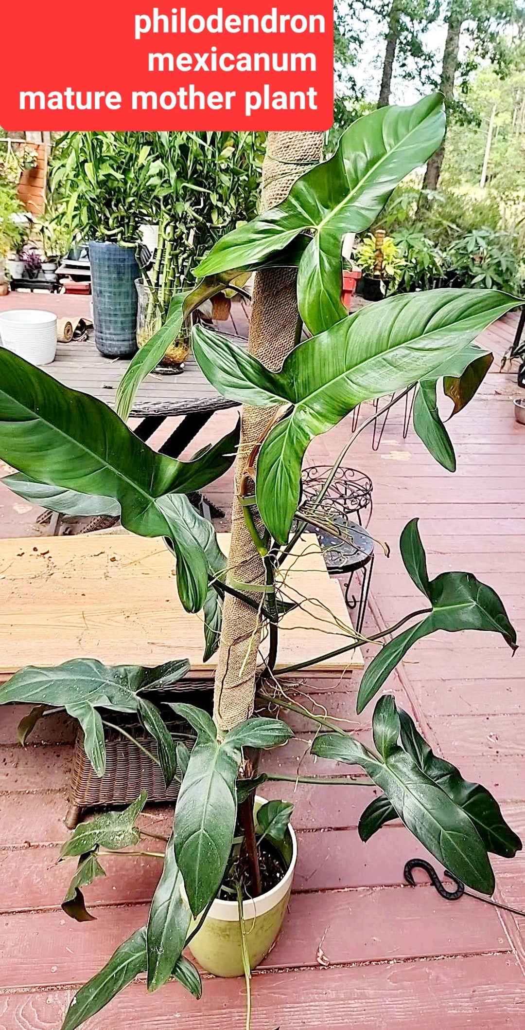 Philodendron Mexicanum Rare, Large Mature Leaves, Cuttings and ...