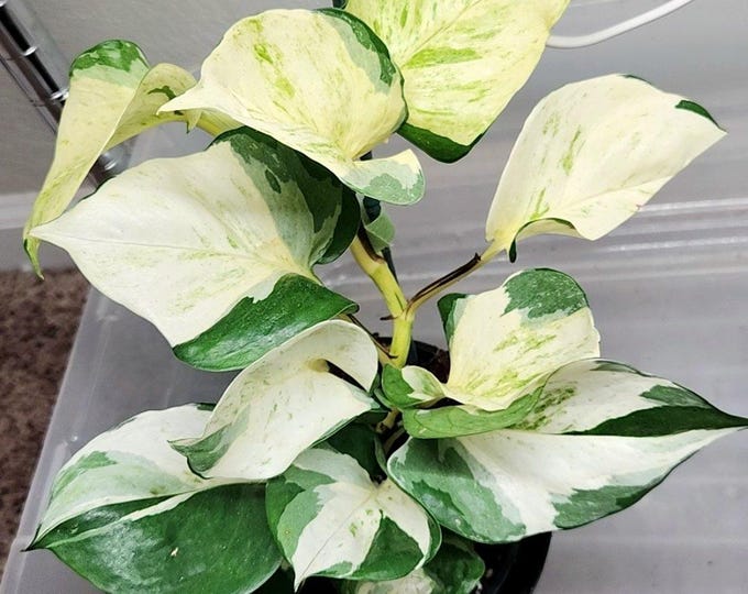 Mutant Manjula - Pothos - New Variety - Tropical Houseplant - Available ...