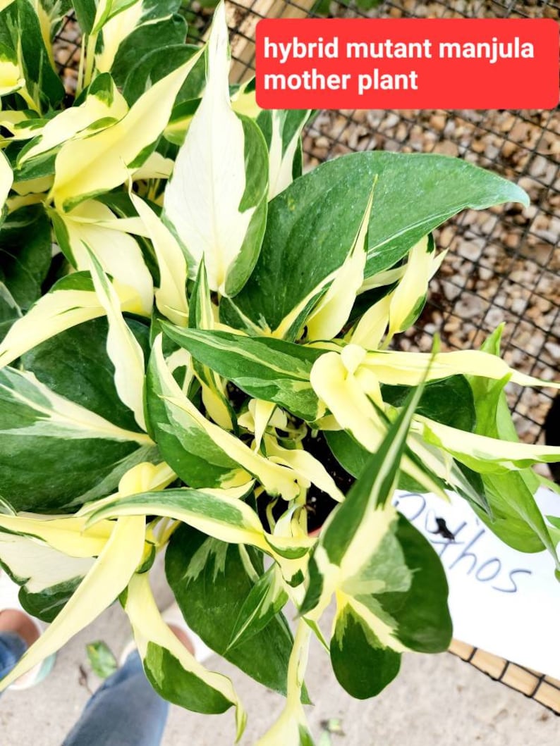 Rare Manjula Potho/mutant Manjula/hybrid Manjula High Viraigation ...