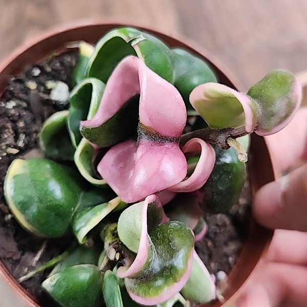 Variegated Hindu Rope Hoya - Etsy