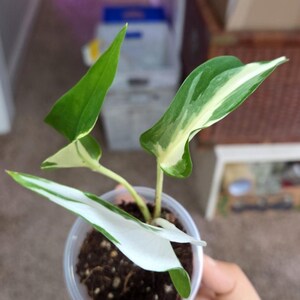 Rare Manjula Potho/mutant Manjula/hybrid Manjula High Viraigation ...