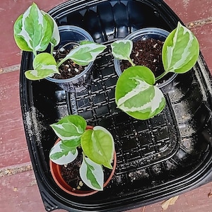 Glacier Potho, Unique Beautiful Patterns, Mature/large Leaves, Stunning ...