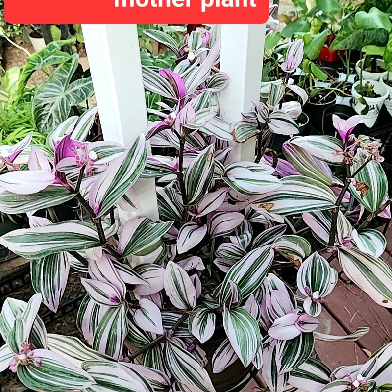Nanouk Plant - Etsy