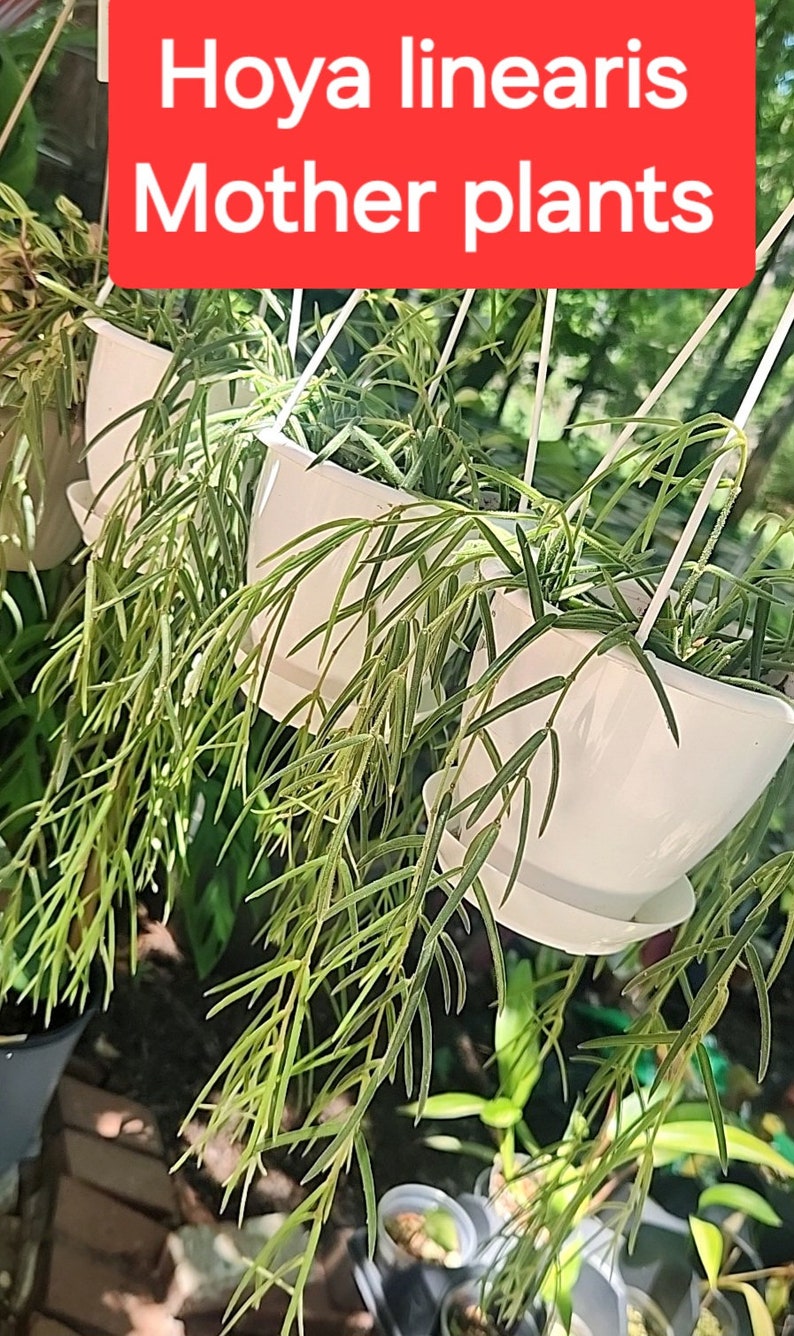 Hoya Linearis Rooted Established Plants, Rare Unique Hoya - Etsy