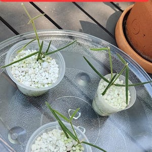 Hoya Linearis Rooted Established Plants, Rare Unique Hoya - Etsy
