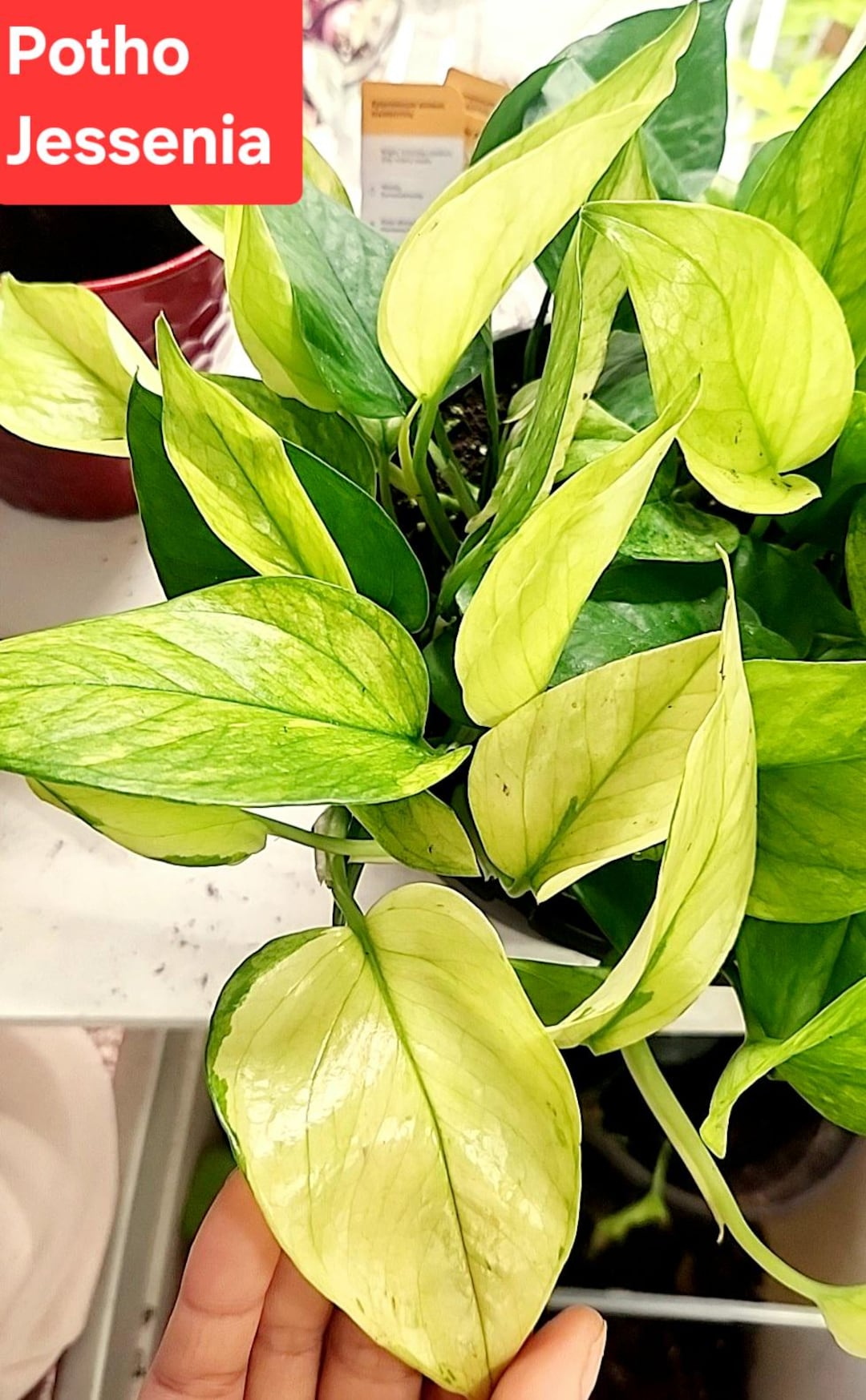 Potho Jessenia, Rare Potho - Etsy