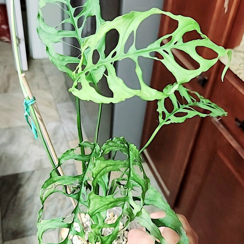 Monstera Dubia - Etsy