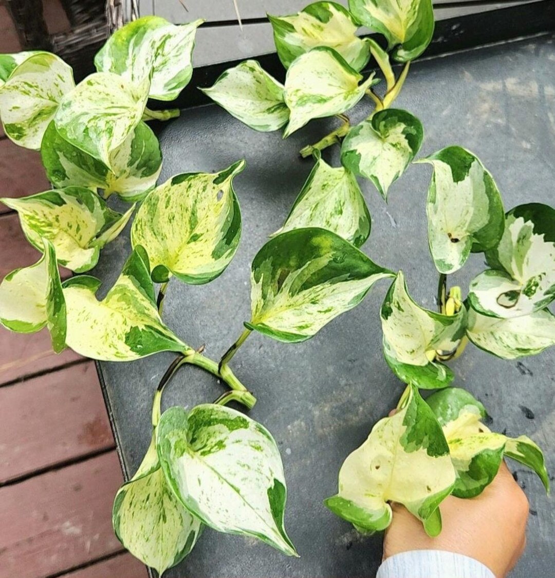 Potho Manjula High Viraigation Rare, Cuttings & Established Plants - Etsy