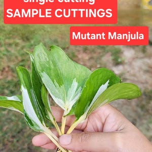 Rare Manjula Potho/mutant Manjula/hybrid Manjula High Viraigation ...
