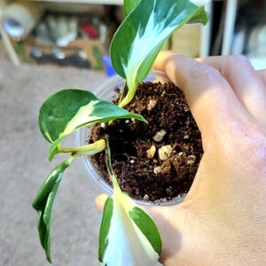 Rare Manjula Potho/mutant Manjula/hybrid Manjula High Viraigation ...