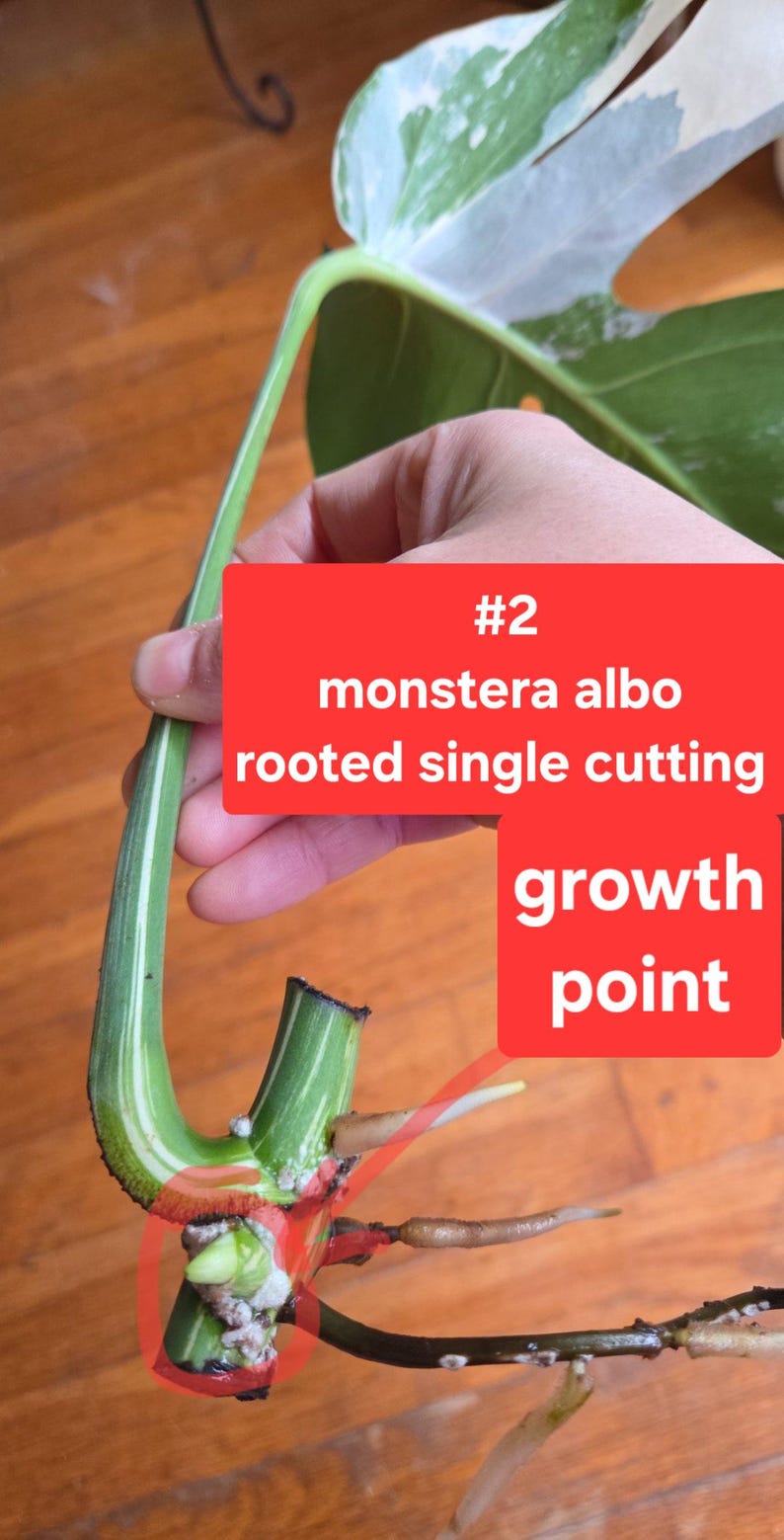 Monstera Albo, Variegated Monstera, Mature Fenestrated/split Leaves ...