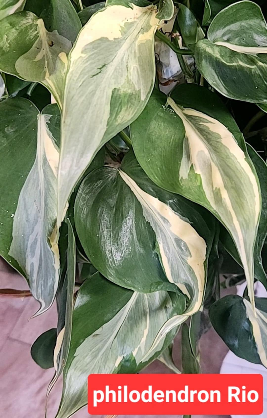 Philodendron Rio, Philodendron Hederaceum Variegated, Established Plant ...