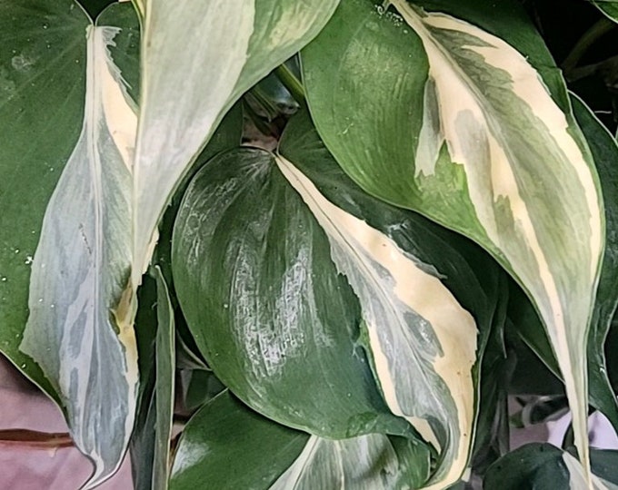 Philodendron Rio, Philodendron Hederaceum Variegated, Established Plant ...