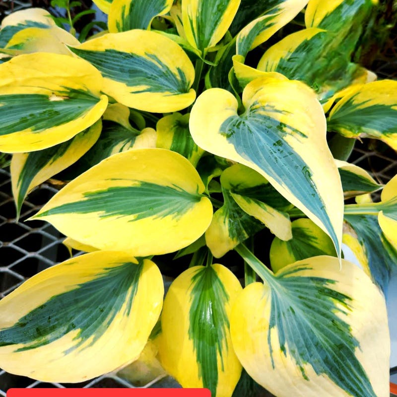Rare Hostas - Etsy