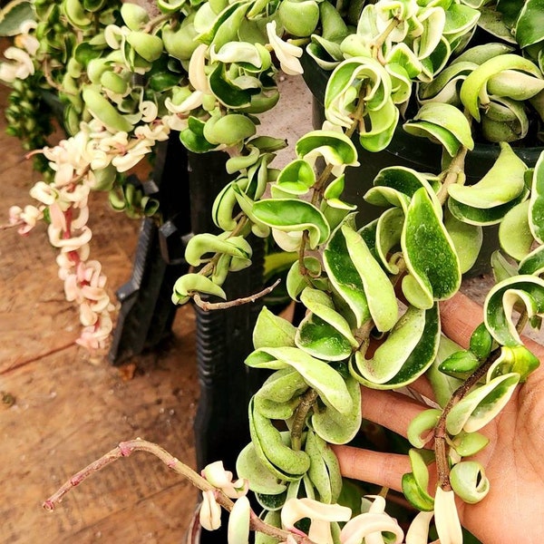 Hindu Rope Variegated - Etsy