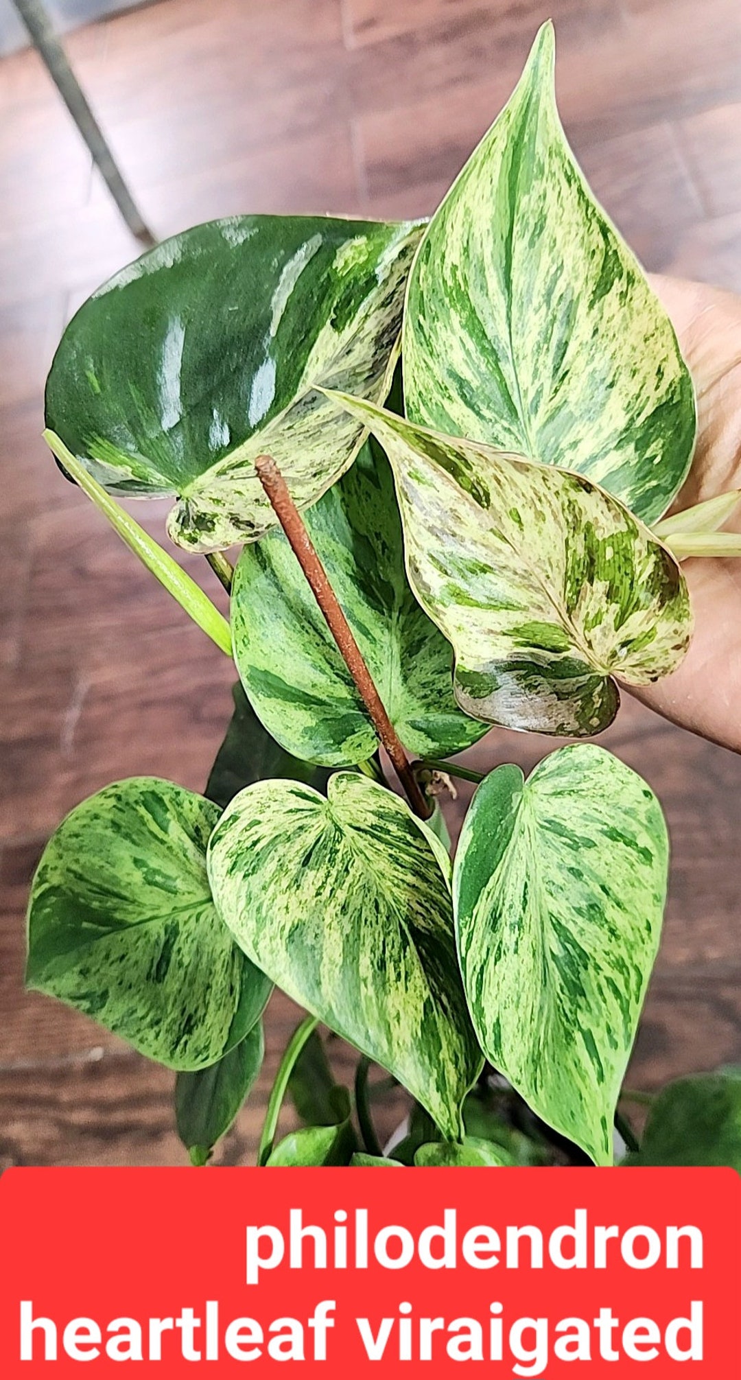 Philodendron Heartleaf Viraigated, Philodendron Hederaceum Variegated ...