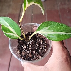 Rare Manjula Potho/mutant Manjula/hybrid Manjula High Viraigation ...